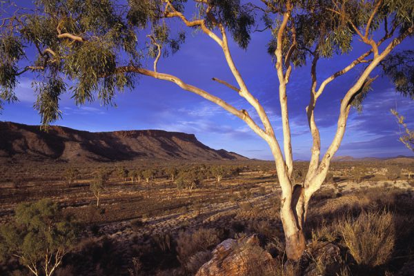 Uluru Tours | Emu Run Experience